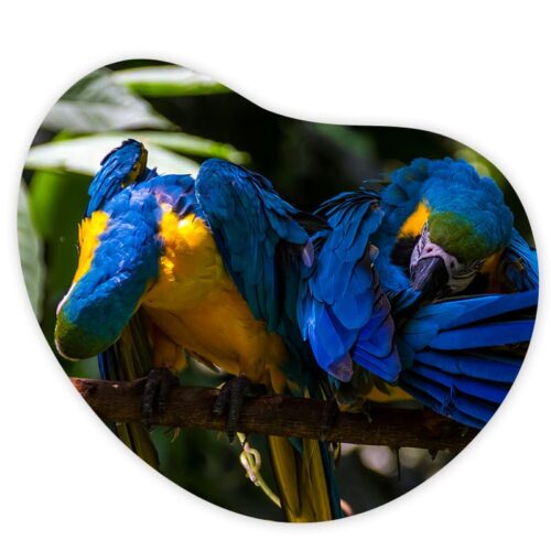 Sucumbíos – Frontera Amazónica